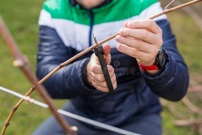 Spring Cutting Trees and Grapes, Gardener Pruning a Tree Concept. Stock ...