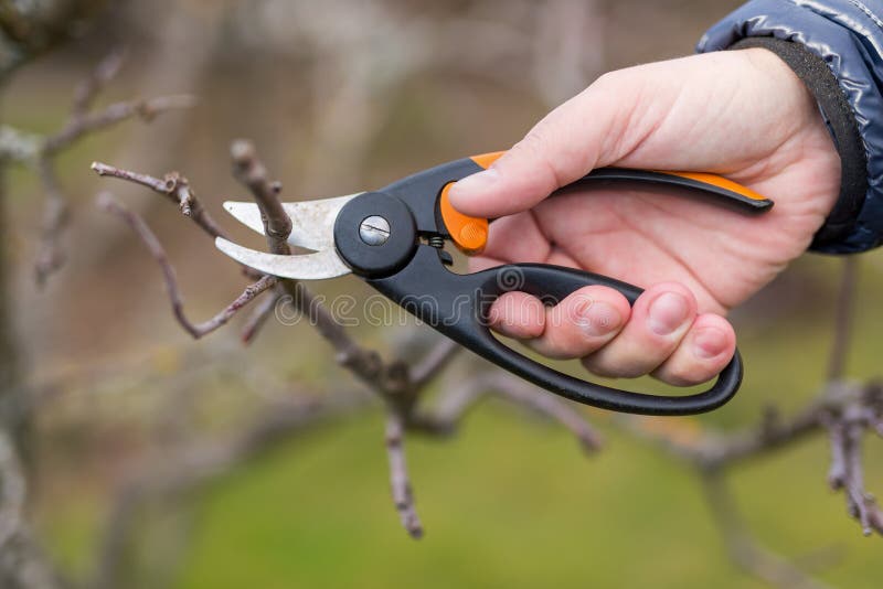 Spring Cutting Trees and Grapes, Gardener Pruning a Tree Concept. Stock ...