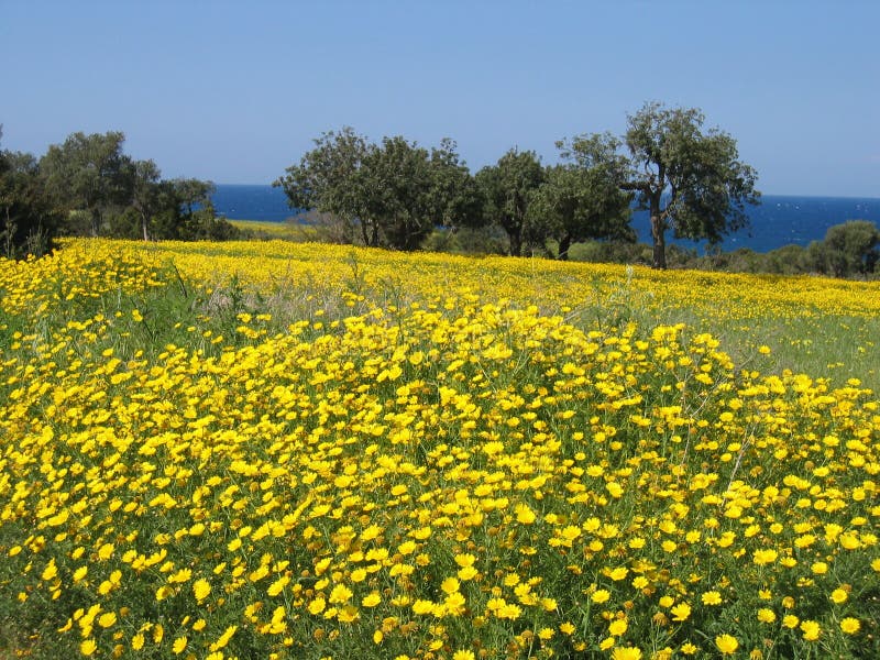 The Early Spring Flowers of Cyprus Stock Photo - Image of nicosia, blue ...