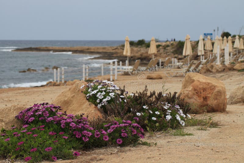 Spring in Cyprus. Flowers Near the Sea Stock Photo - Image of grass ...