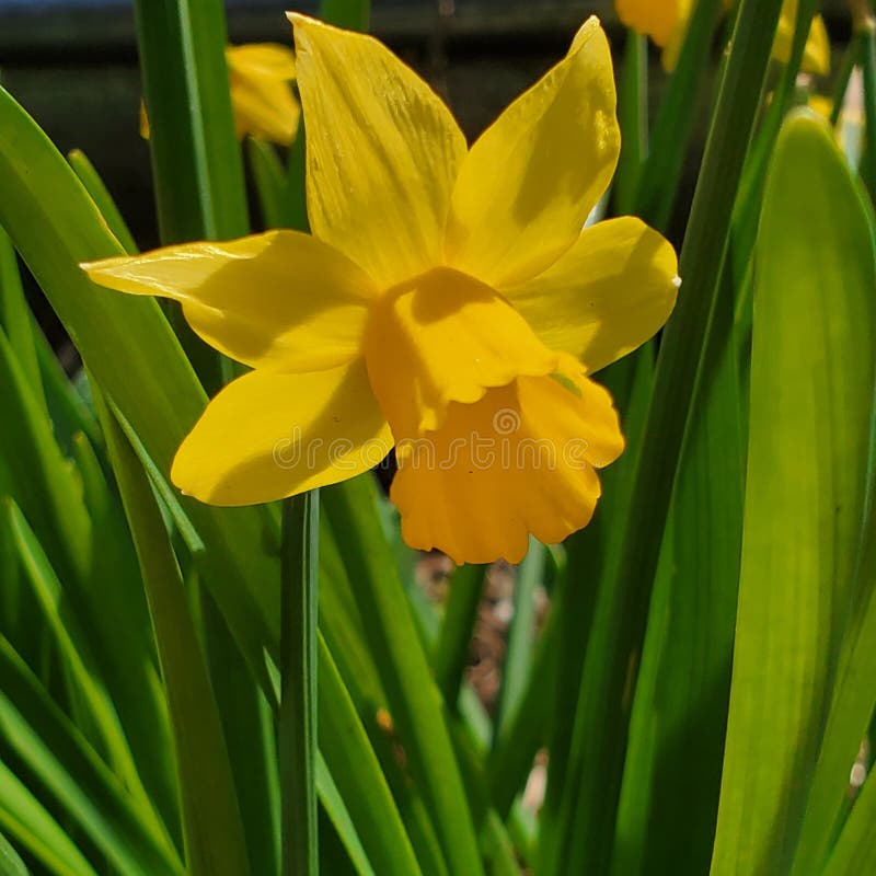 Spring, Daffodil, Beauty, Nature Stock Image - Image of spring, orchid ...