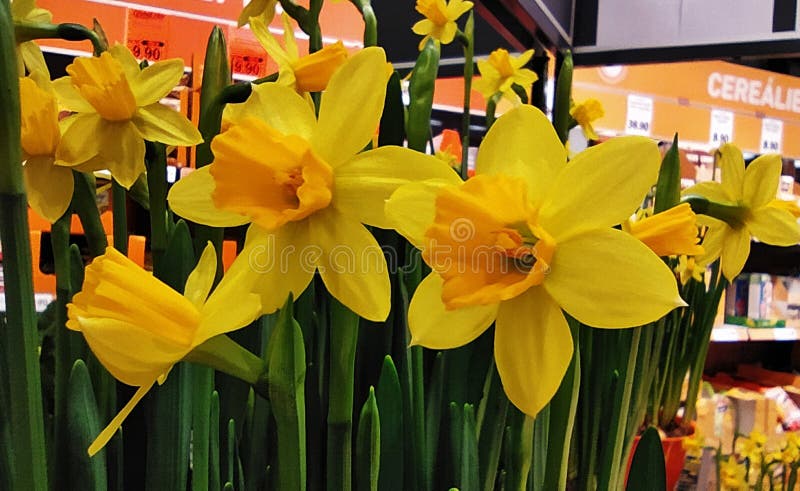 Spring daffodil flower stock image. Image of macro, daffodil - 171001097
