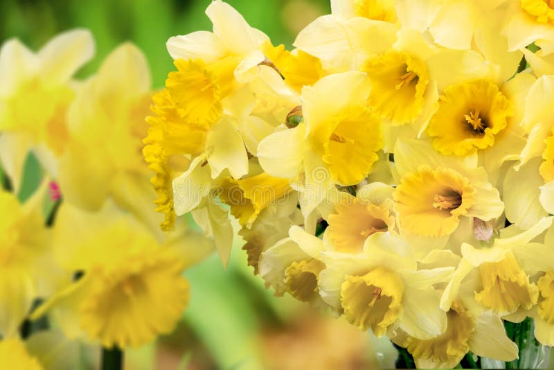 Spring stock photo. Image of equipment, flower, nature - 118892208