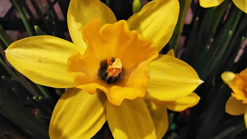 Spring daffodil flower stock image. Image of plant, daffodil - 171000973