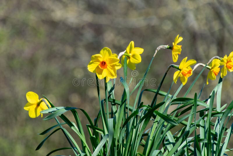 Spring Daffodil Yellow Vibrant Wild Flowers Stock Photo - Image of ...