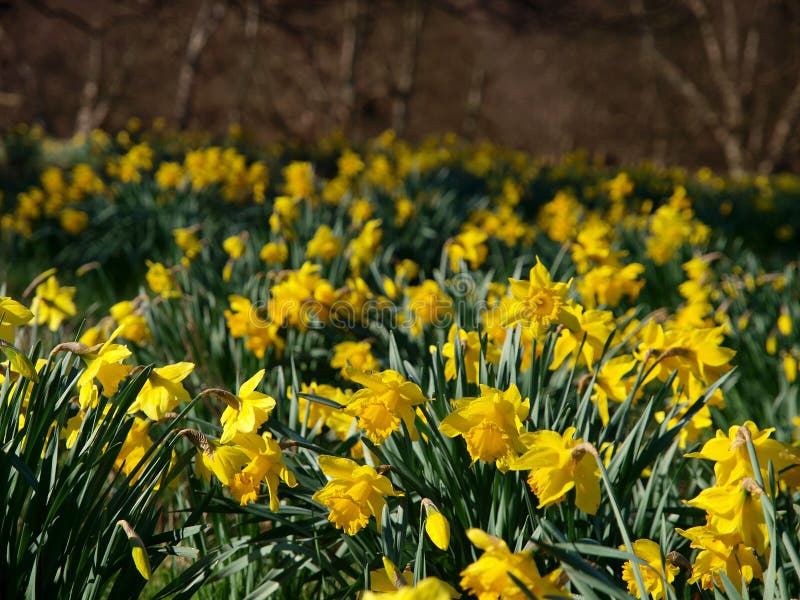 Spring daffodils stock image. Image of flower, daffs - 12524037