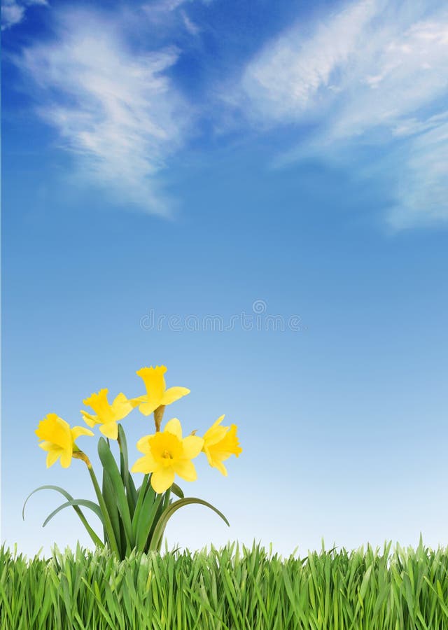 Spring daffodils stock image. Image of idyllic, fluffy - 4066469