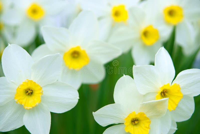 Spring daffodils stock photo. Image of white, daffodils - 9345204