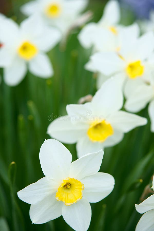 Spring daffodils stock image. Image of bright, beautiful - 9345233