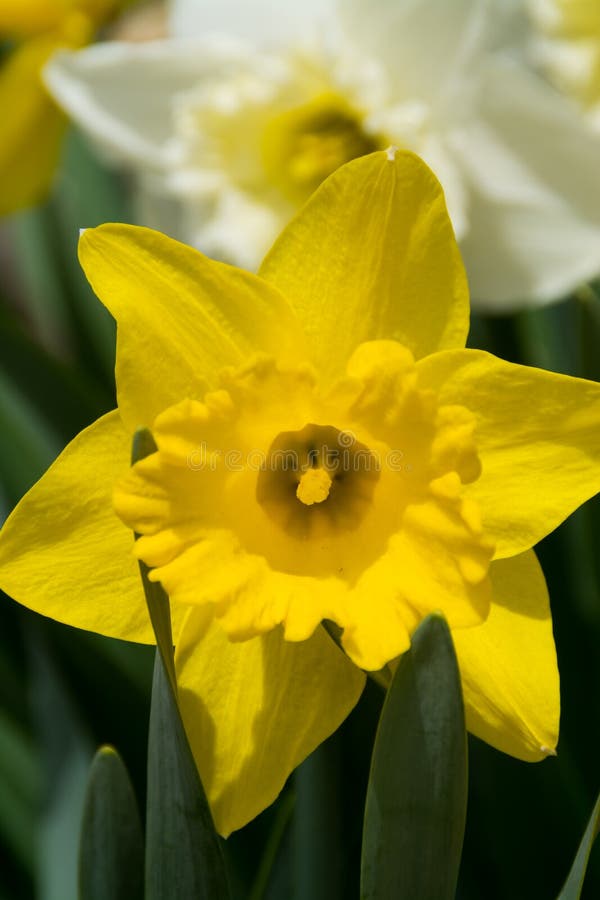 Blooming Spring daffodils stock image. Image of life - 115103423