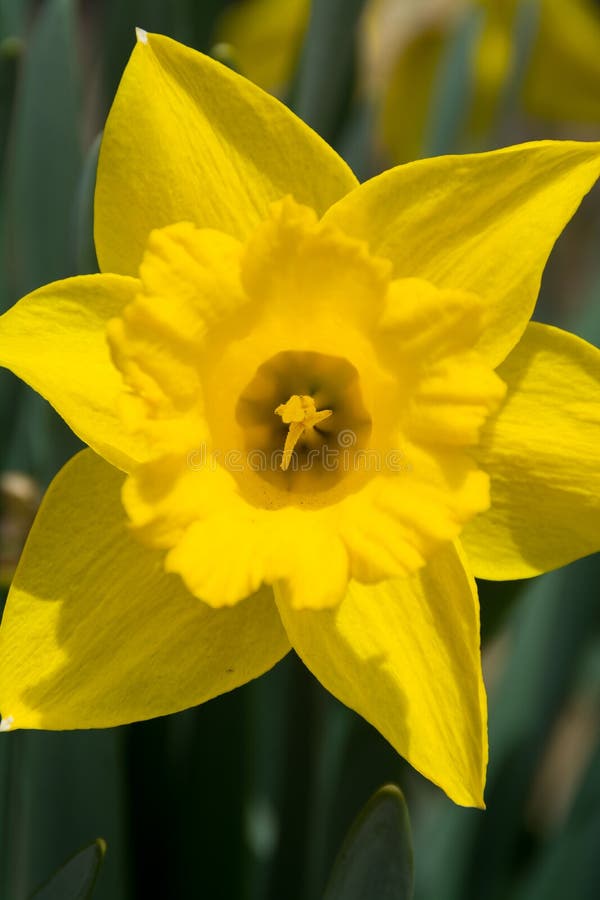 Blooming Spring daffodils stock photo. Image of natural - 115103428