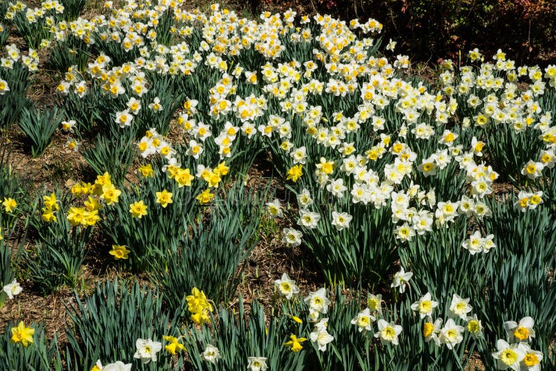 Spring Daffodils - Background Stock Image - Image of landscape ...