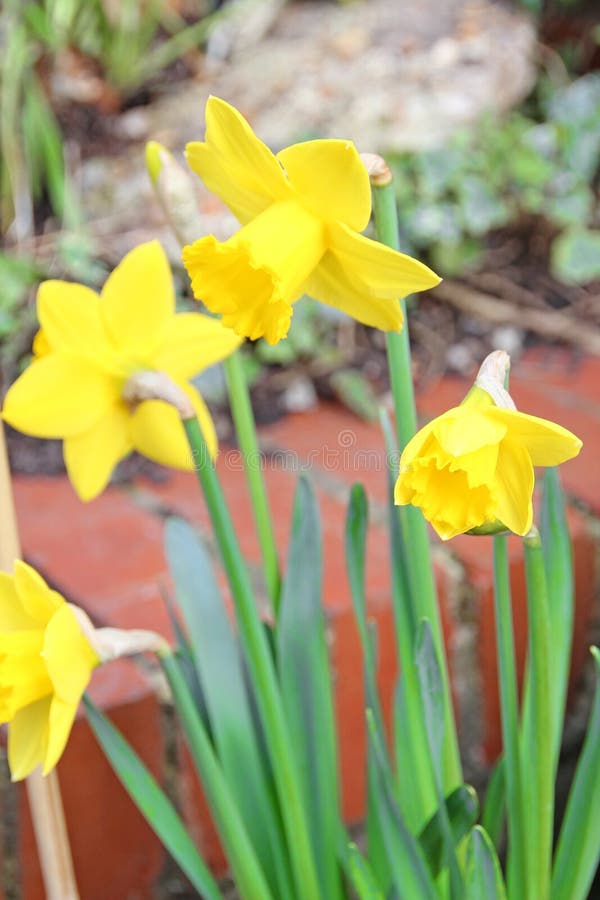 Spring daffodils in bloom stock image. Image of cottage - 38796765