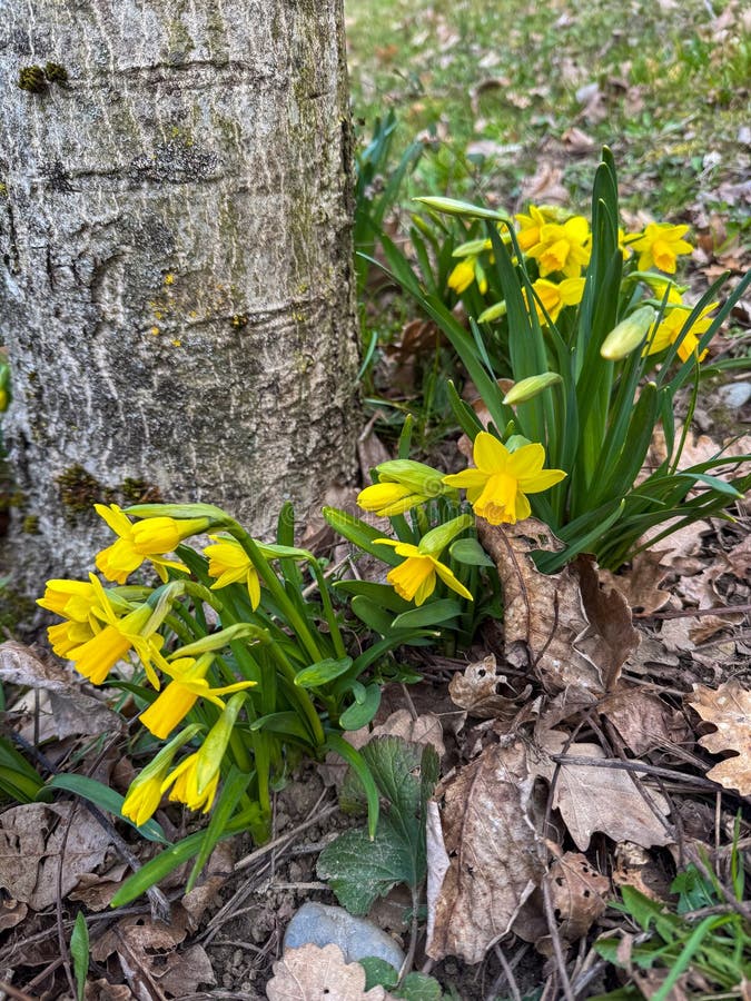 Spring Daffodils Blooming at the Base of a Tree Stock Image - Image of ...