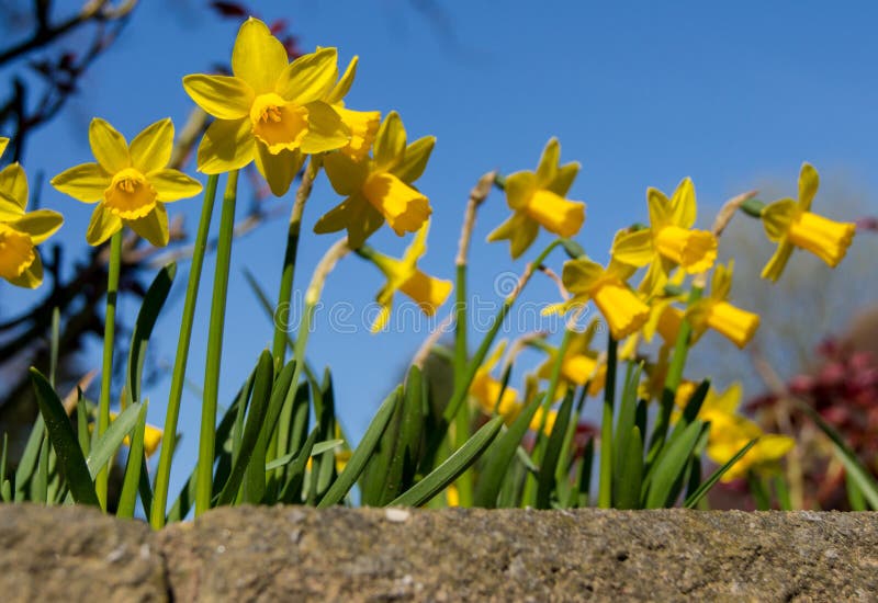 Spring daffodils stock photo. Image of england, growth - 38793844