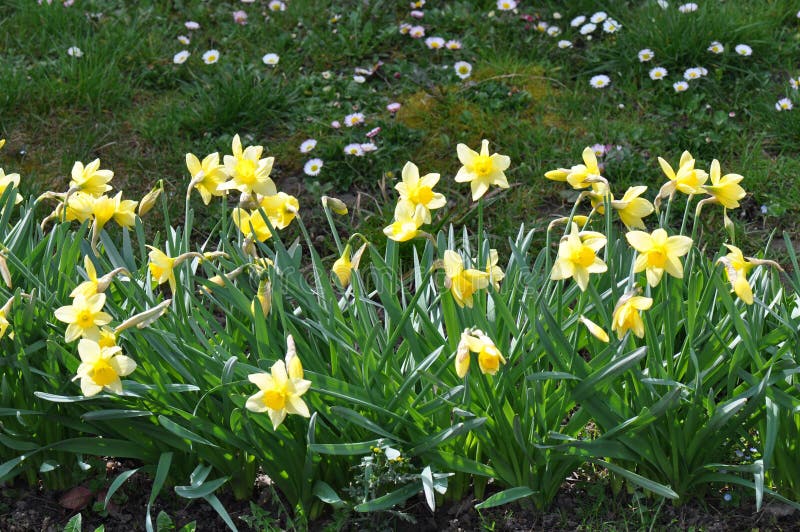 Spring daffodils stock photo. Image of change, closeup - 113456618