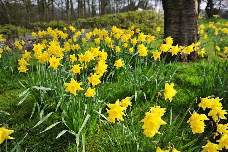 Spring daffodils stock photo. Image of garden, field - 42995842