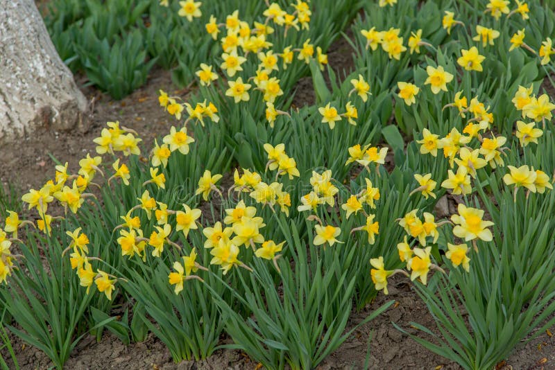 Spring daffodils stock image. Image of clouds, lots, botanical - 69260951