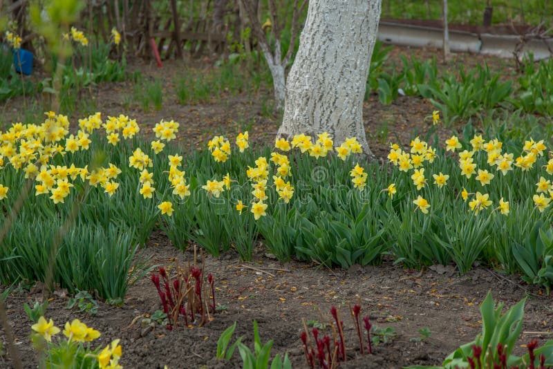 Spring daffodils stock photo. Image of yellow, nature - 69260956