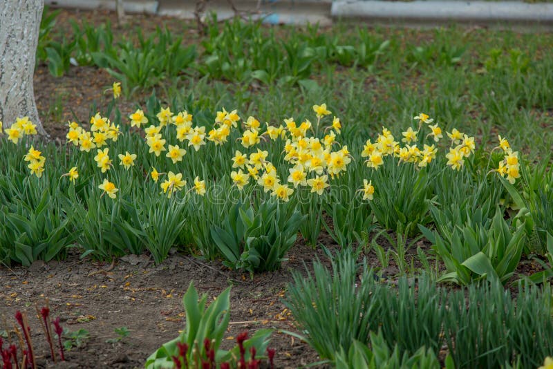 Spring daffodils stock image. Image of cloud, shape, landscape - 69260979