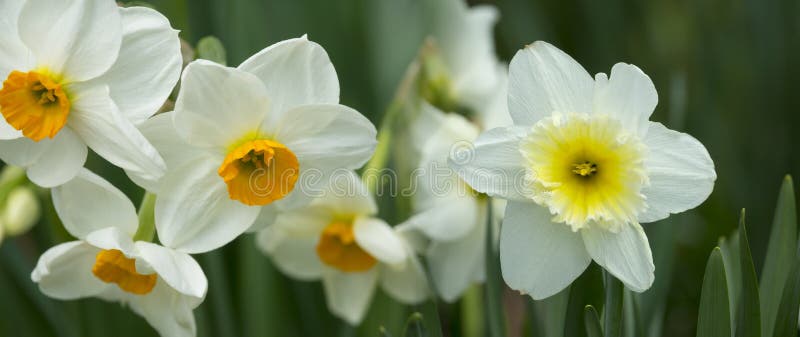 Spring daffodils stock image. Image of petal, nature - 90670153