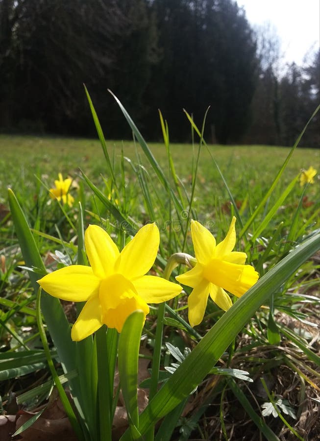 Spring Daffodils in the Meadow Stock Image - Image of meadow, leaf ...