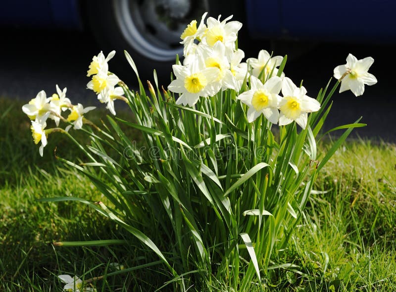 Spring Daffodils Next To the Road Stock Photo - Image of cultivated ...