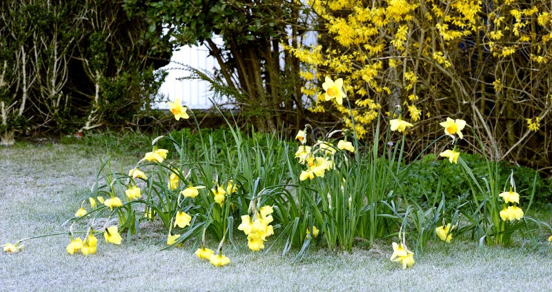 Spring Daffodils Next To the Road Stock Photo - Image of fragrant ...