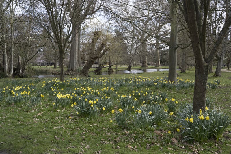 Spring daffodils stock image. Image of outside, march - 273136791