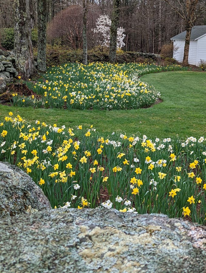 Spring Daffodils stock image. Image of yard, plant, spring - 267715481