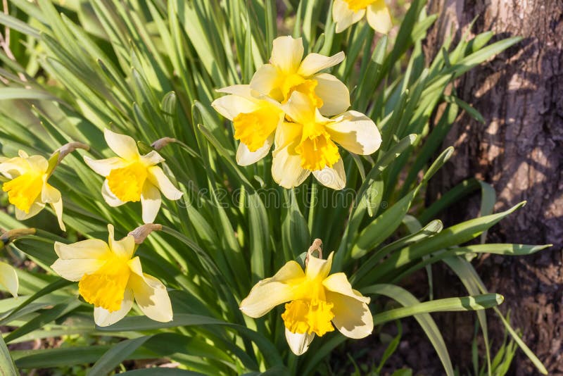 Spring Daffodils in a Sunny Garden, Close-up Stock Image - Image of ...