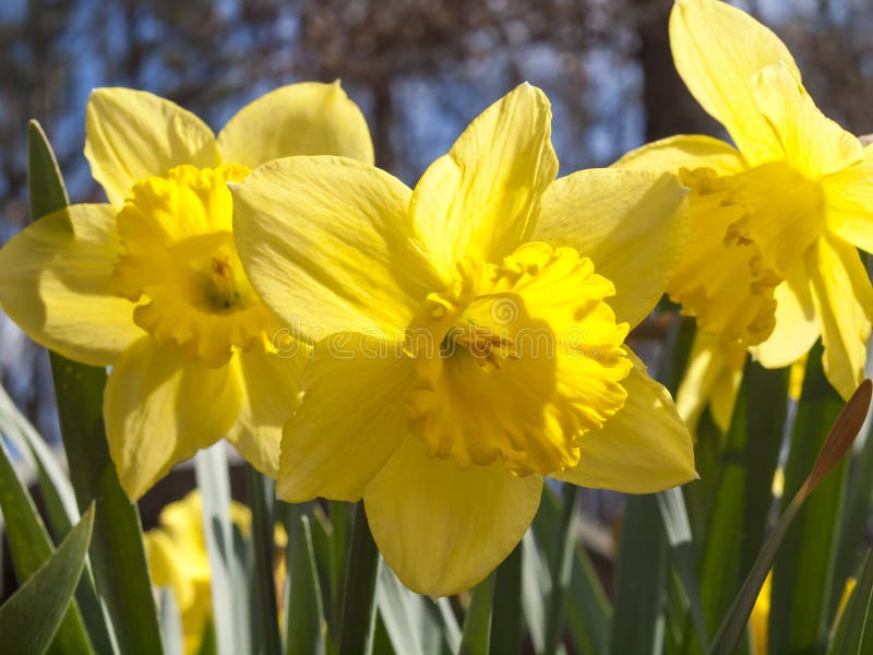Spring Daffodils stock image. Image of beauty, butterfly - 55524189
