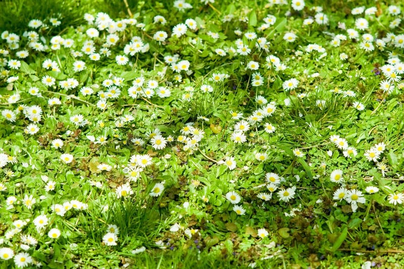 Spring daisies stock image. Image of flower, lots, grass - 4807053