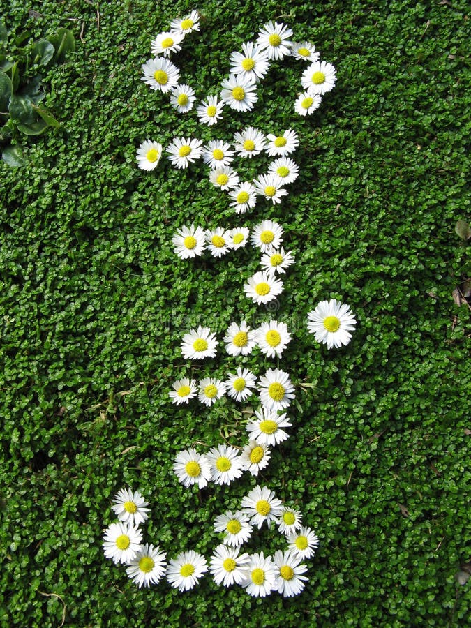 Spring Daisies stock photo. Image of closeup, natural - 6571498