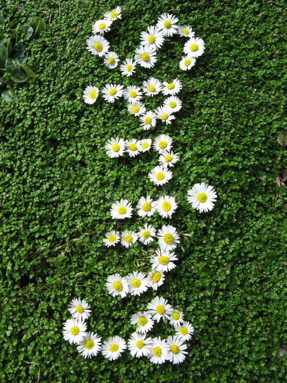 Spring Daisies stock photo. Image of closeup, natural - 6571498
