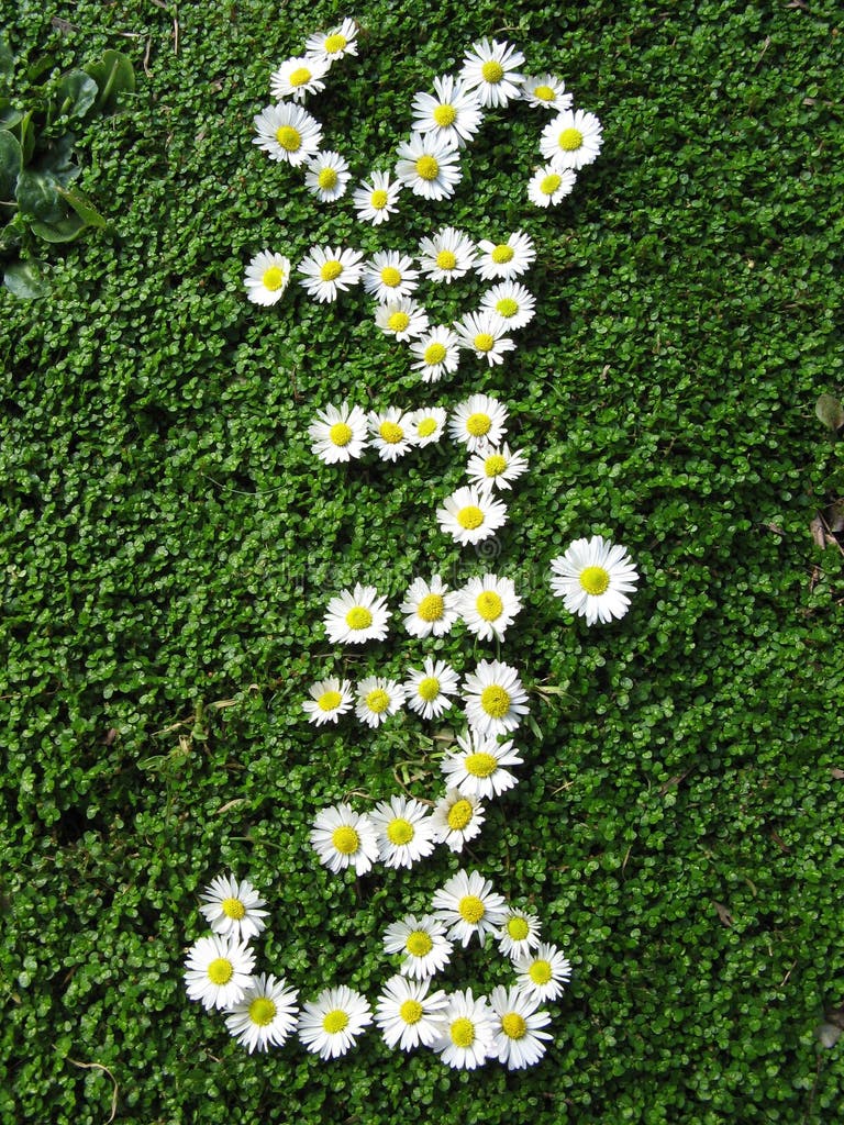 Spring Daisies stock photo. Image of closeup, natural - 6571498