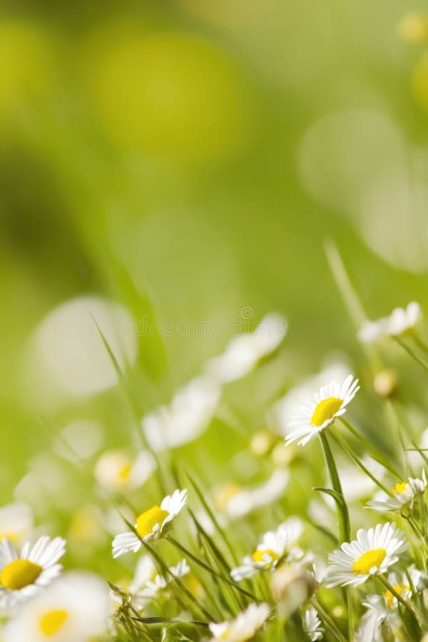 Spring Daisies Blooming Sunlit Meadow Soft Focus Background Stock ...