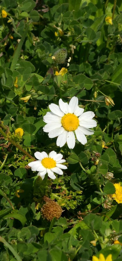 Spring Daisies on a Green Meadow, Plant Leaves Stock Photo - Image of ...