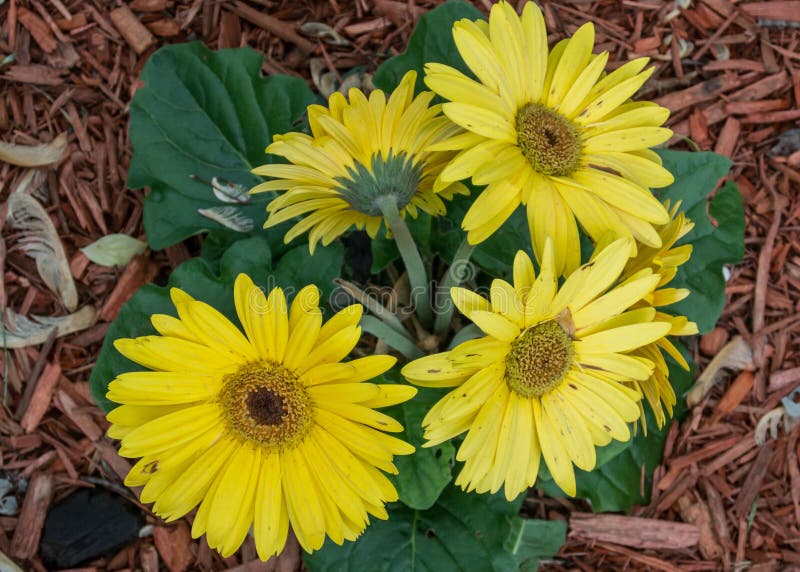 Spring Daisies stock photo. Image of flower, detail, yard - 72319840