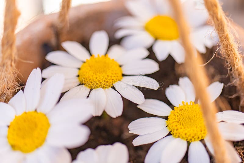 Spring Daisies Planted in a Clay Pot Viewed from Close Up in the ...