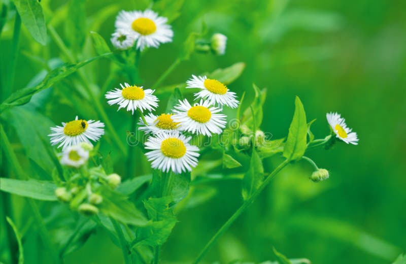 Spring daisy stock image. Image of grow, budding, nature - 36412775