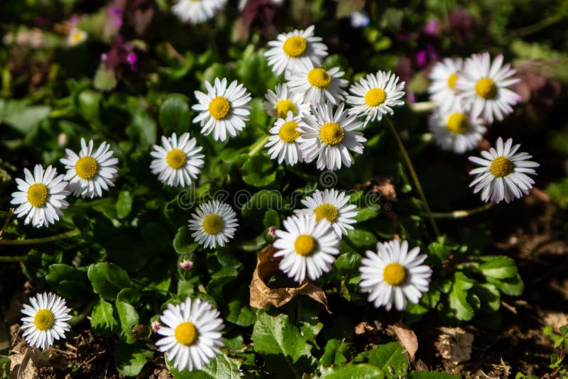 Spring daisy blossom stock photo. Image of botany, fresh - 179003216