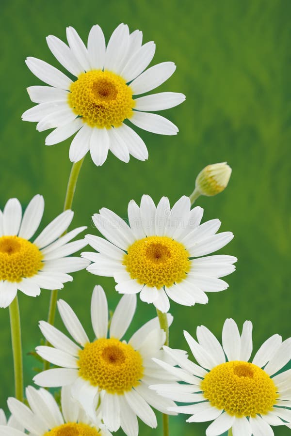 White daisies stock photo. Image of bouquet, pretty, floral - 5608920