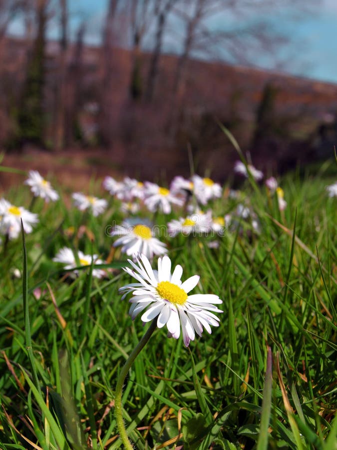 Spring daisy flower stock photo. Image of nature, outdoor - 4848010