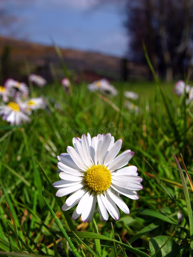 Spring daisy stock image. Image of bloom, flower, outdoors - 3976979