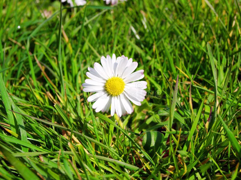 Spring daisy stock image. Image of bloom, flower, outdoors - 3976979