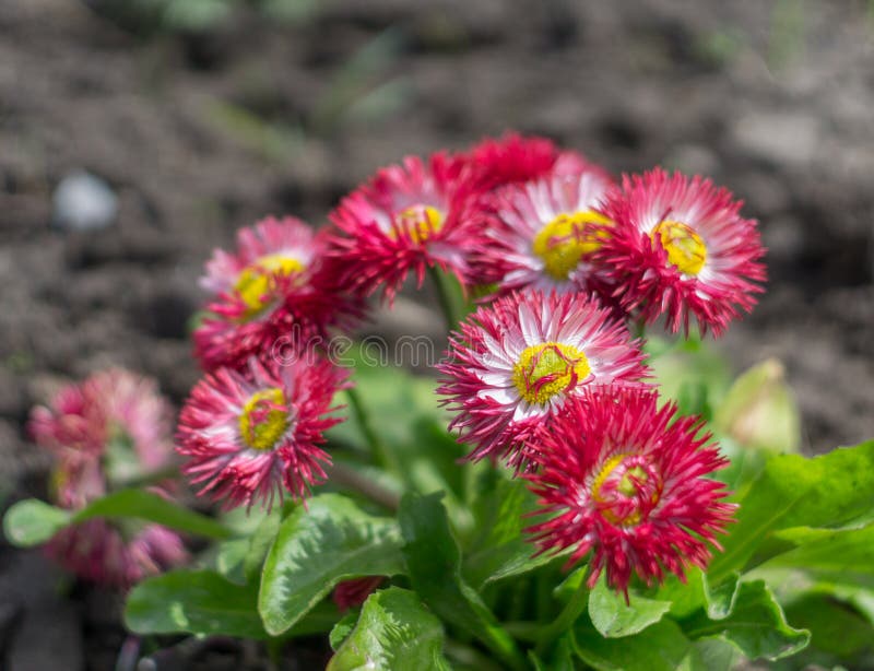 Spring daisy flower stock photo. Image of flora, bright - 92576920