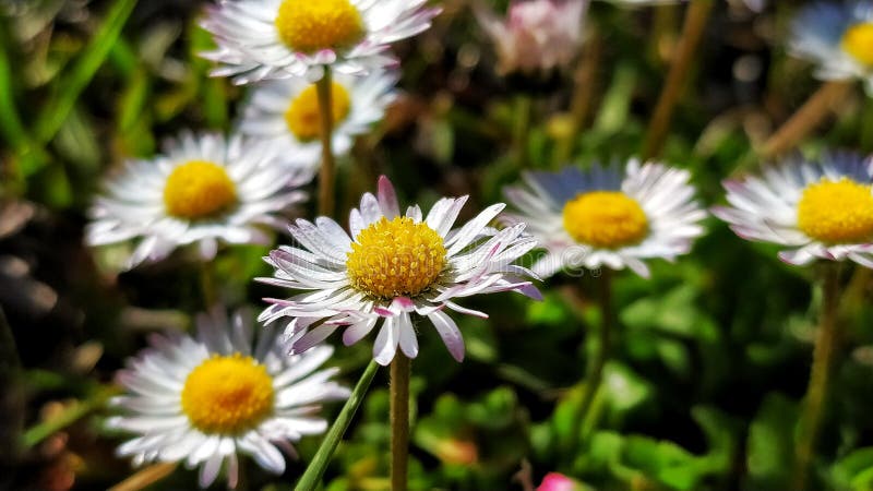 Spring daisy flower stock photo. Image of daisy, meadow - 179999988