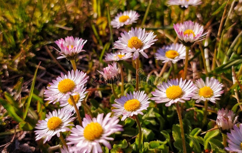 Spring daisy flowers stock image. Image of sunflower - 179997169