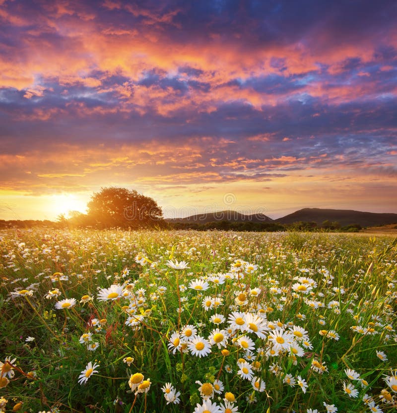 Spring Daisy Flowers in Meadow. Stock Image - Image of blue, landscape ...